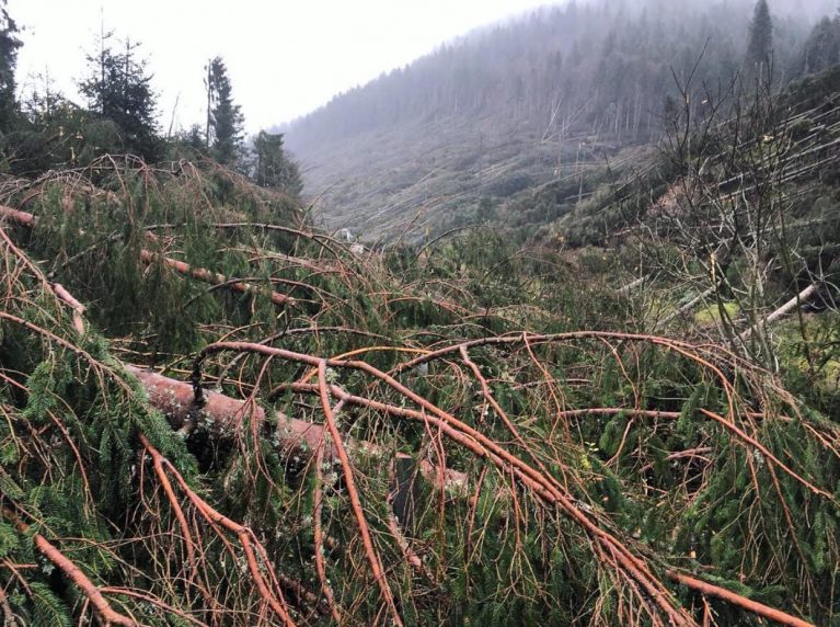 Active forest management Innovation effectiveness in extreme weather ...